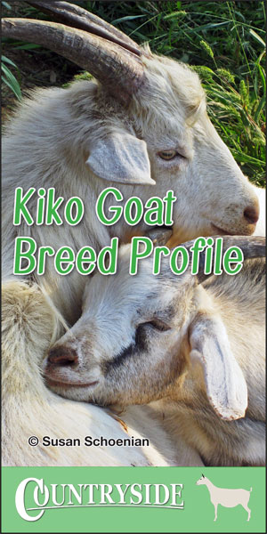 Kiko Goat - Breed Profile - Goat Journal